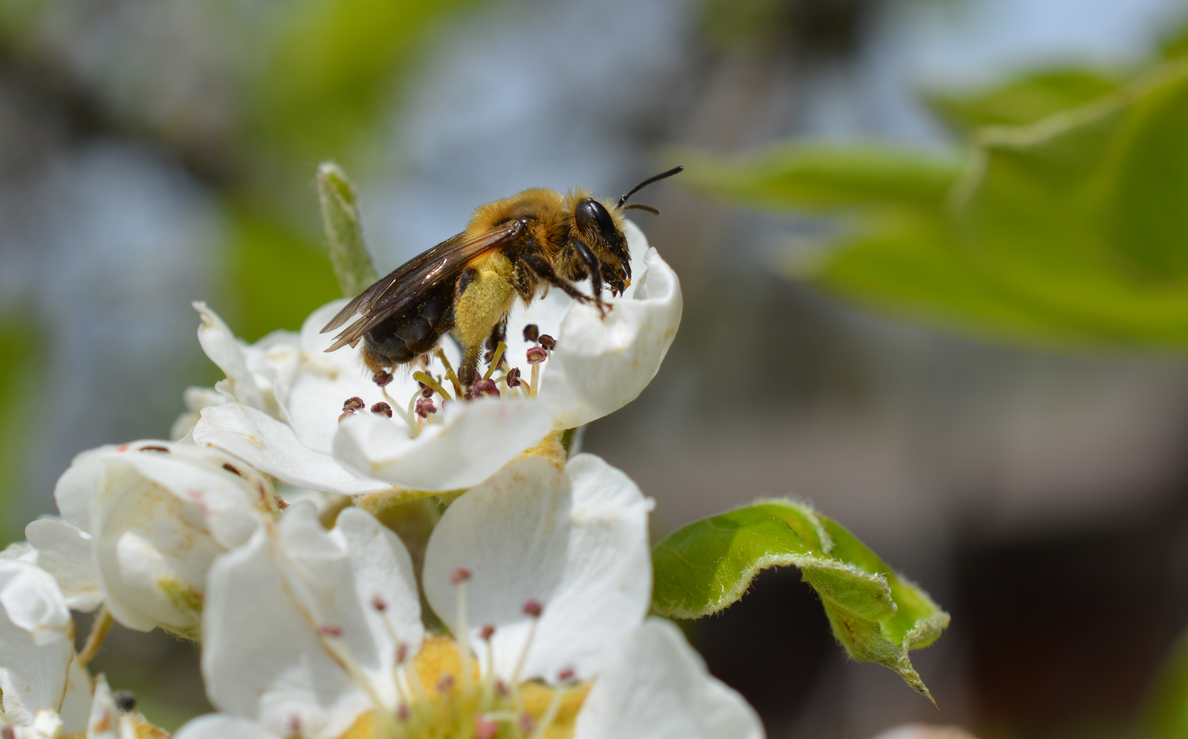 Large Mason Bee – Native Beeology