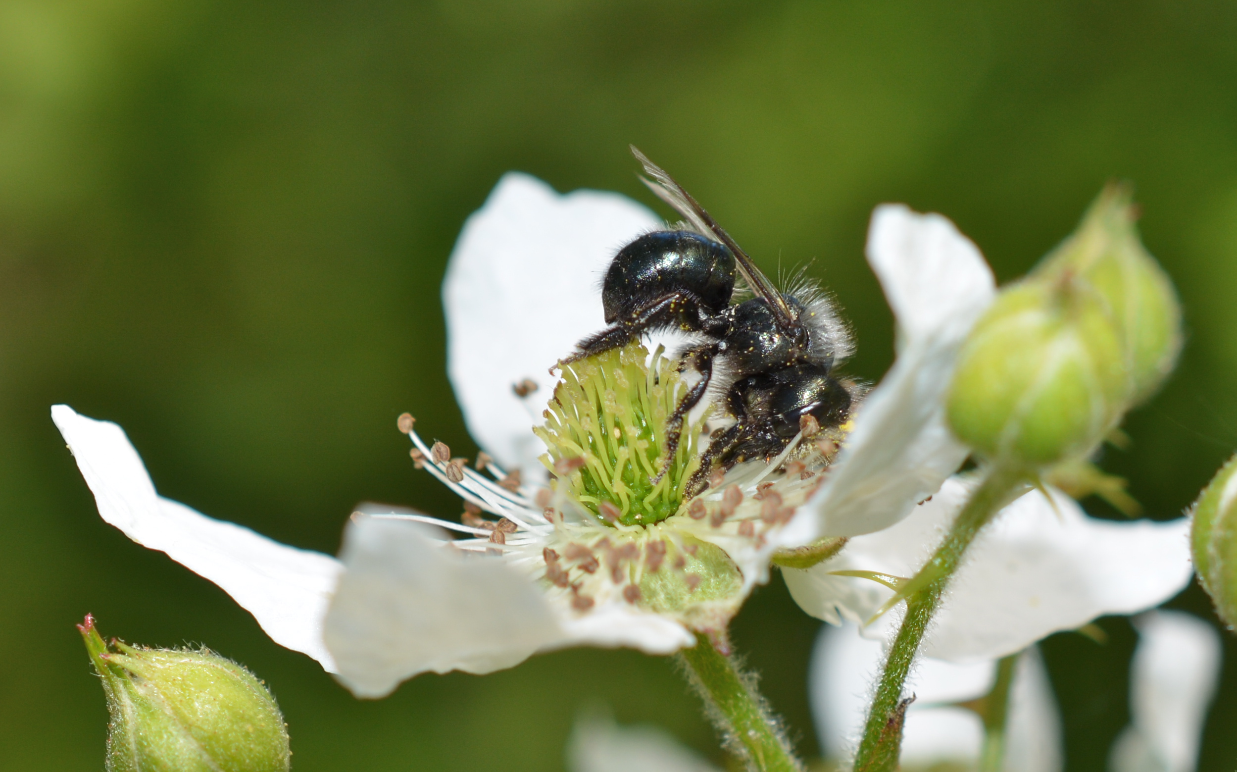 DSC_0406 – Native Beeology