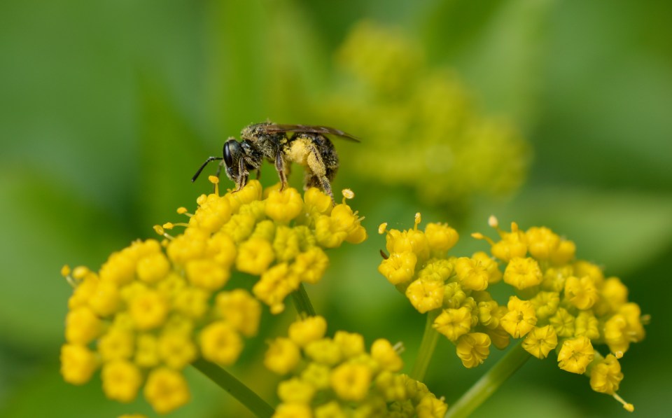 Sweat Bees – Native Beeology