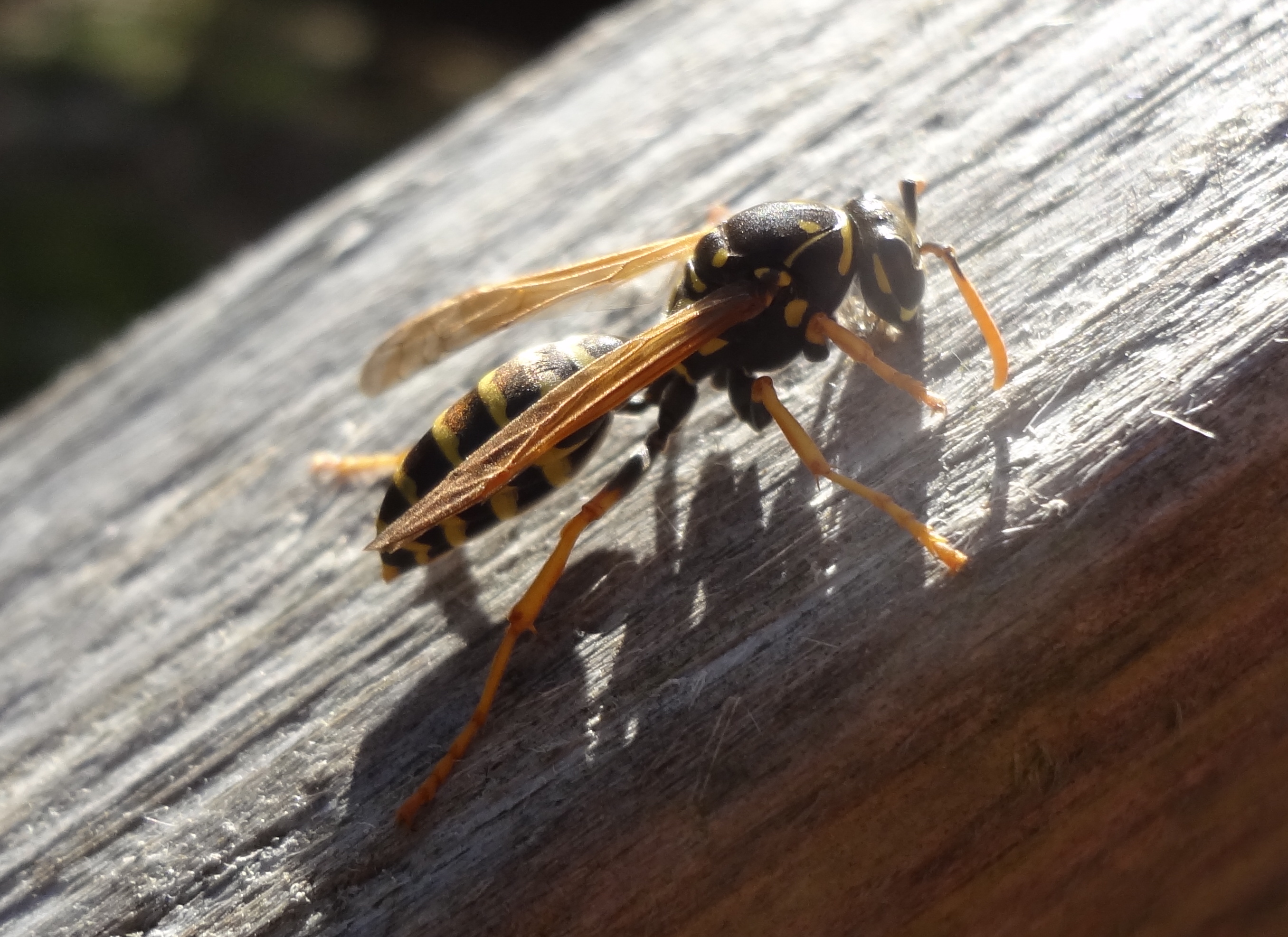 Paper wasp – Native Beeology