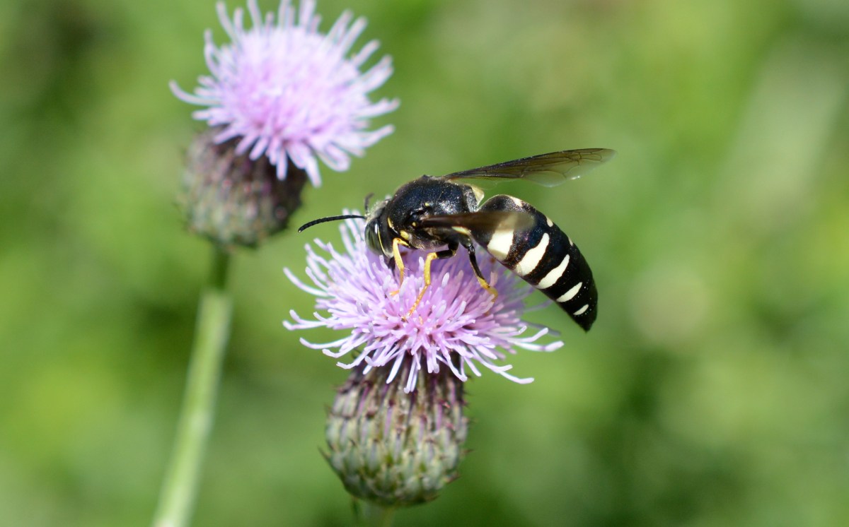Wasps – Native Beeology