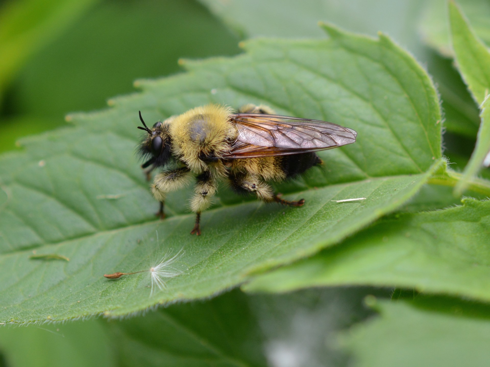 Flies / Bee Mimics – Native Beeology