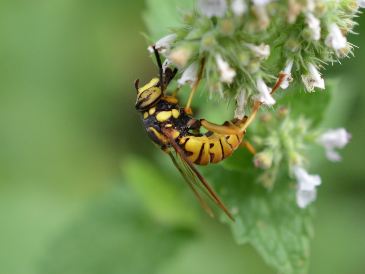 Flies / Bee Mimics – Native Beeology