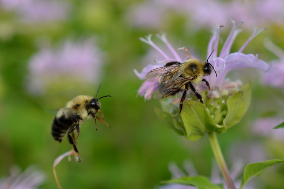 A Highway “Beescape” – Native Beeology