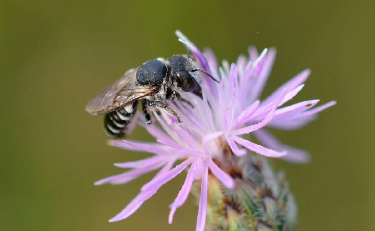 A Highway “Beescape” – Native Beeology
