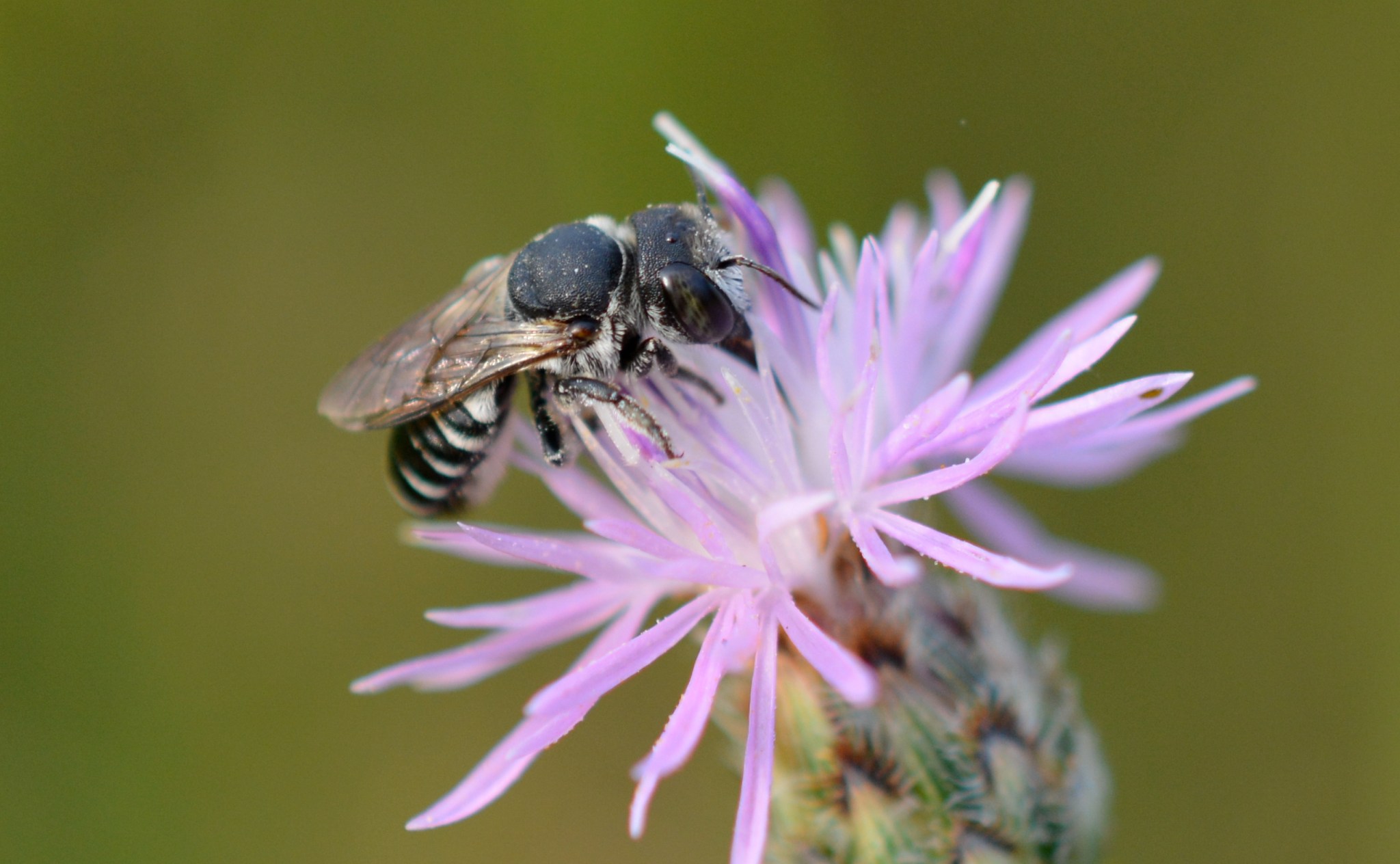 A Highway “Beescape” – Native Beeology