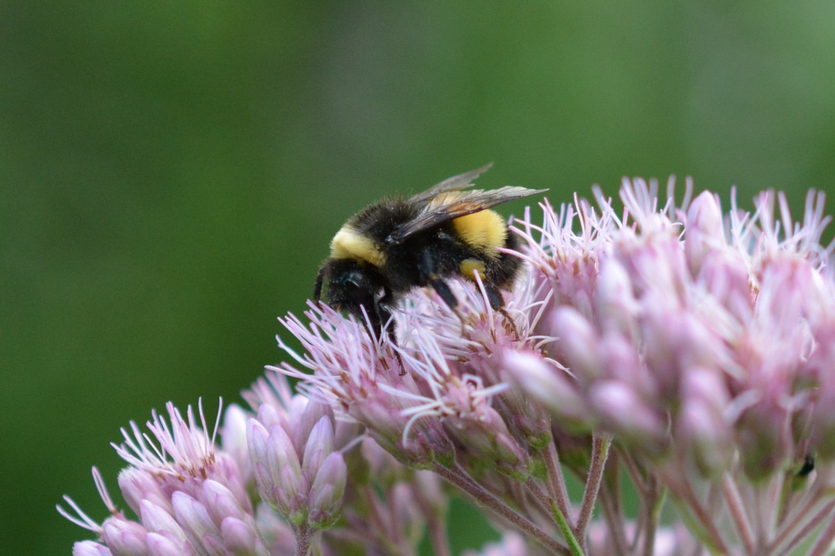 Bumblebees of the Adirondacks – Native Beeology
