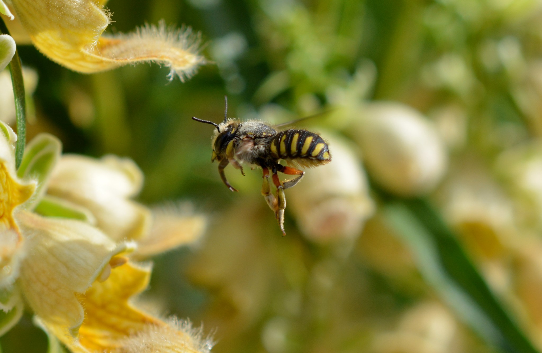 A Highway “Beescape” – Native Beeology