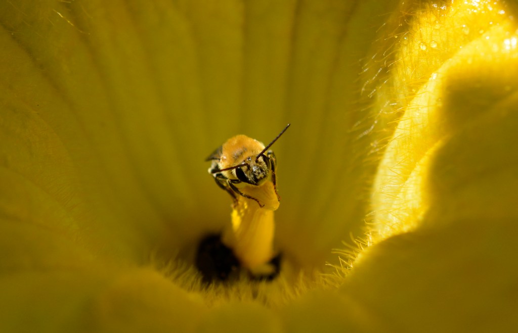 Squash Bees – Native Beeology