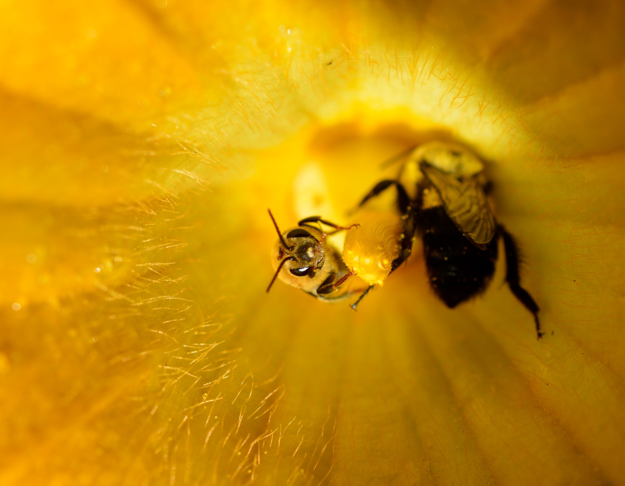 Squash Bees – Native Beeology