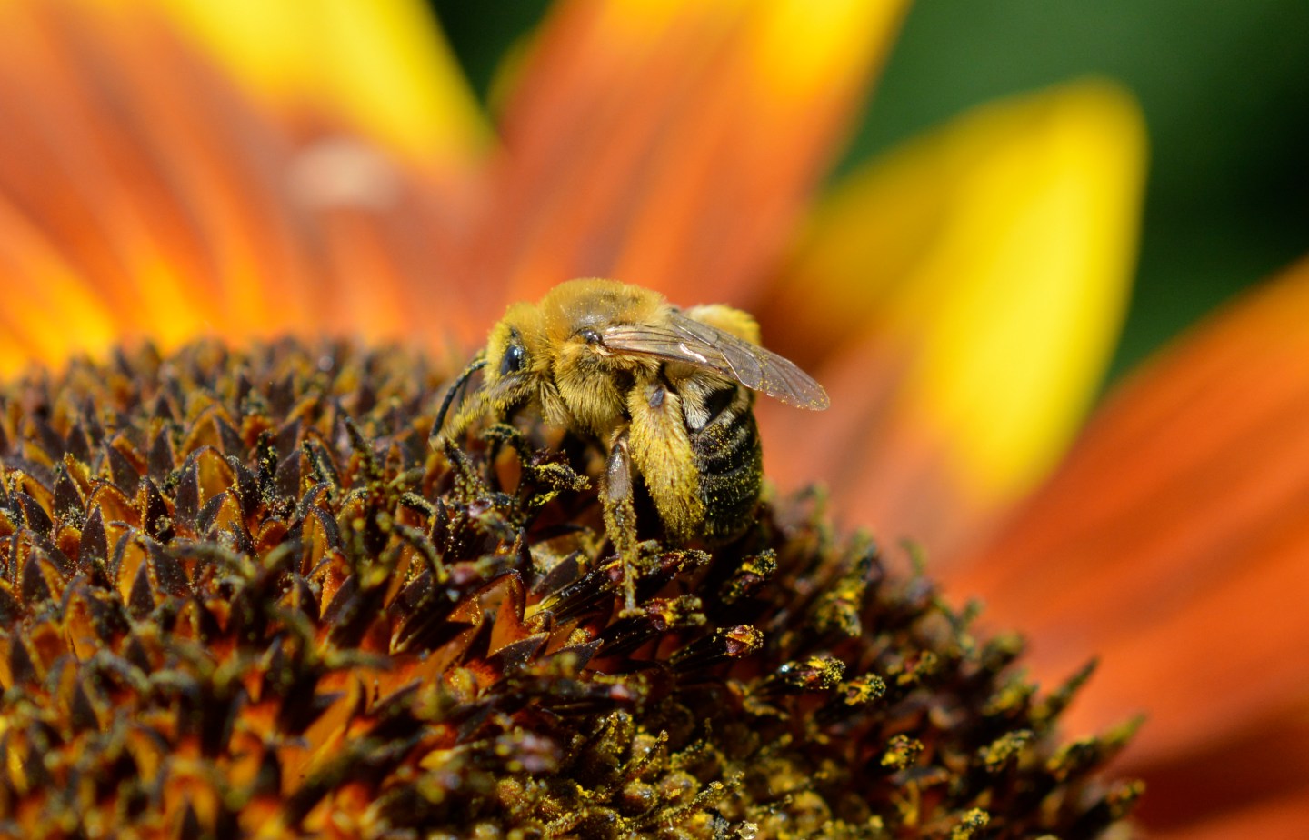 Long Horned Bees – Native Beeology