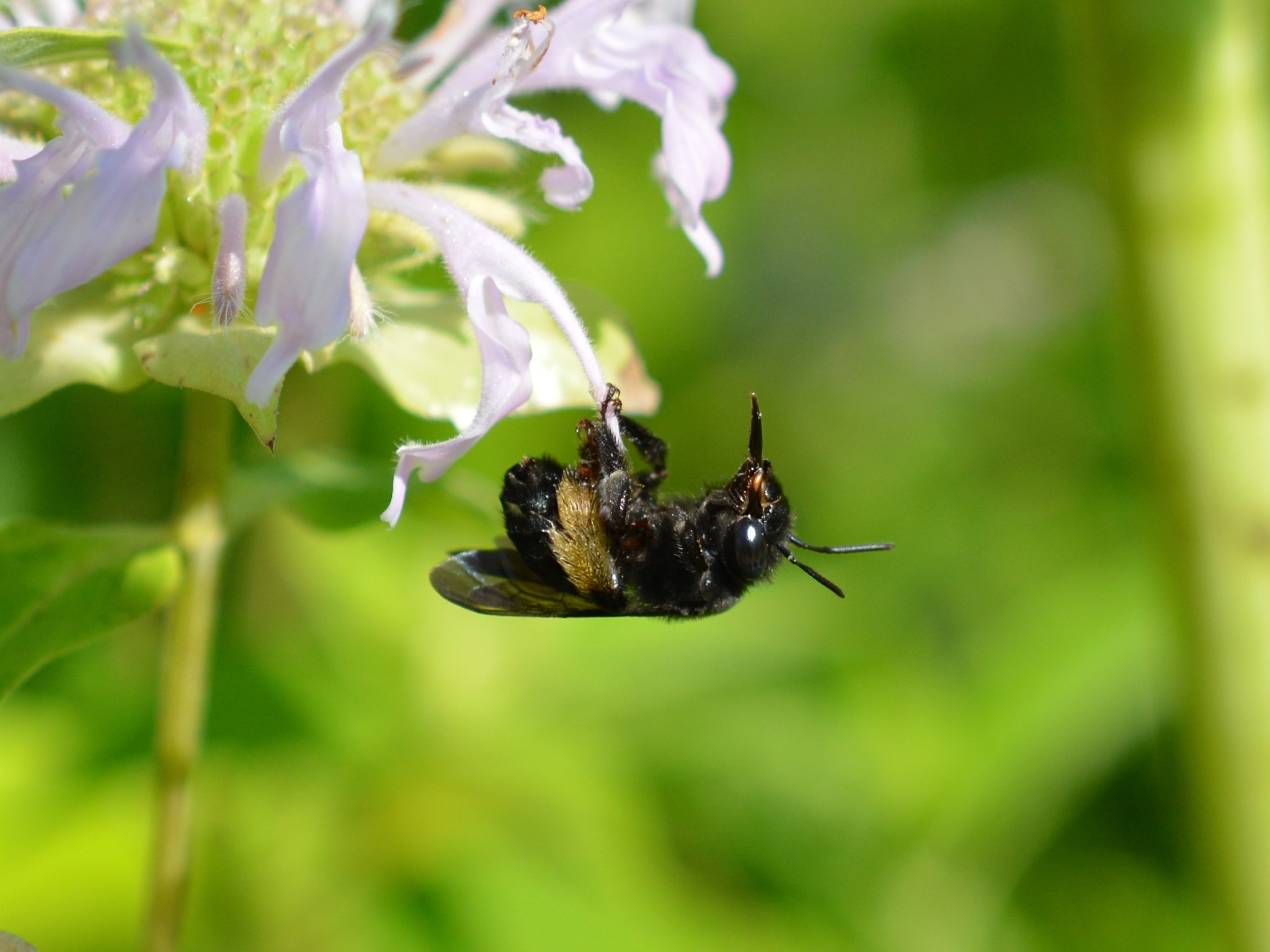 Long Horned Bees – Native Beeology