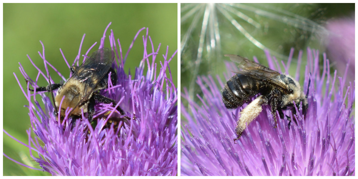 Long Horned Bees – Native Beeology