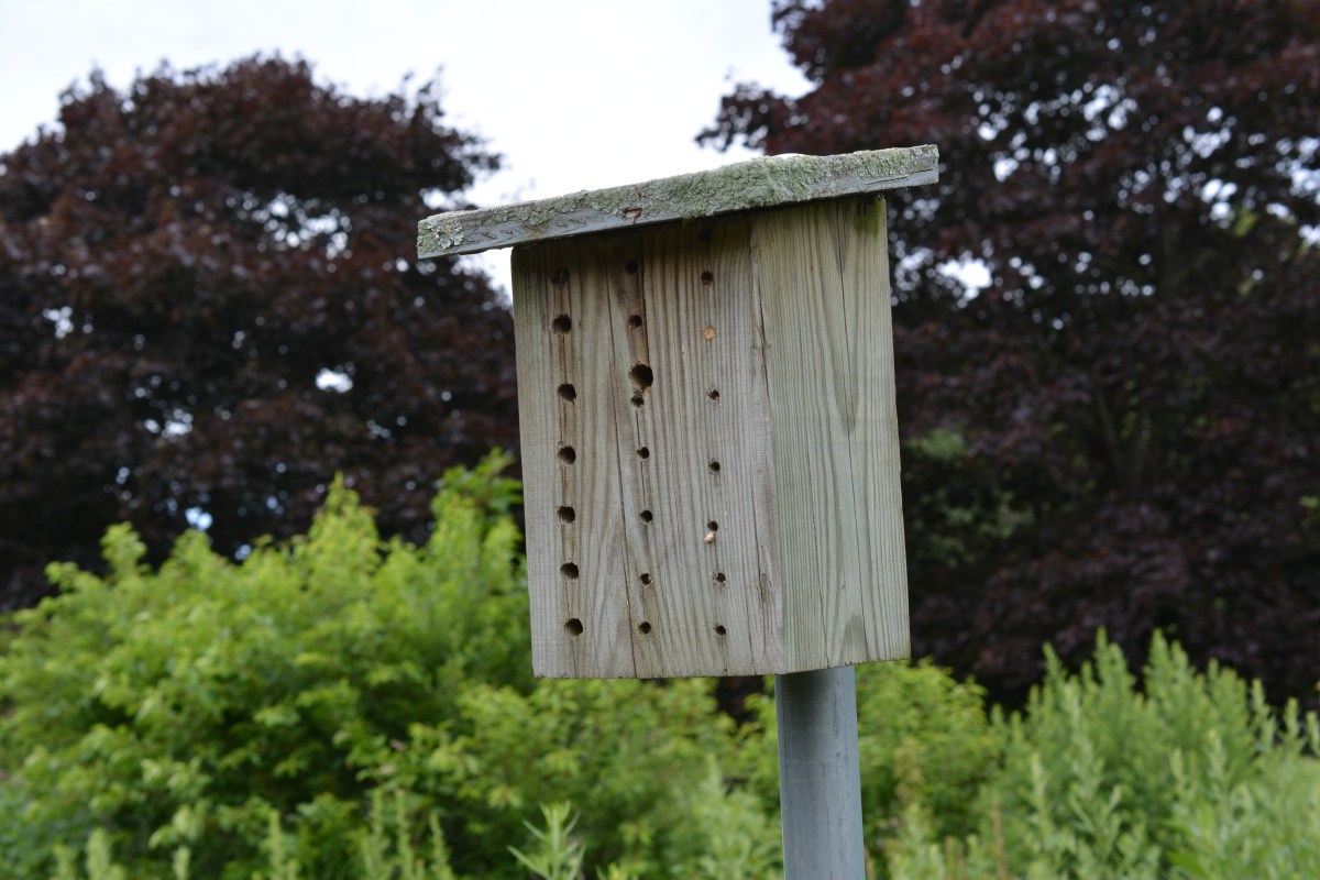 Bee Houses – Native Beeology