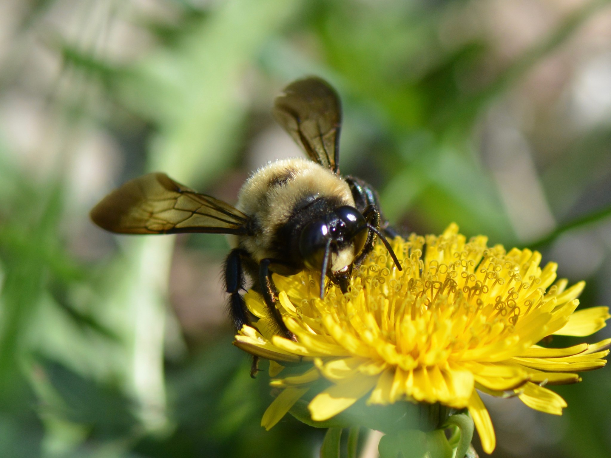 The Perfect Lawn for Pollinators – Native Beeology