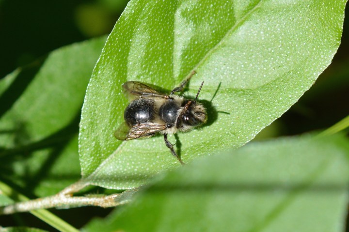 Digger Bees – Native Beeology