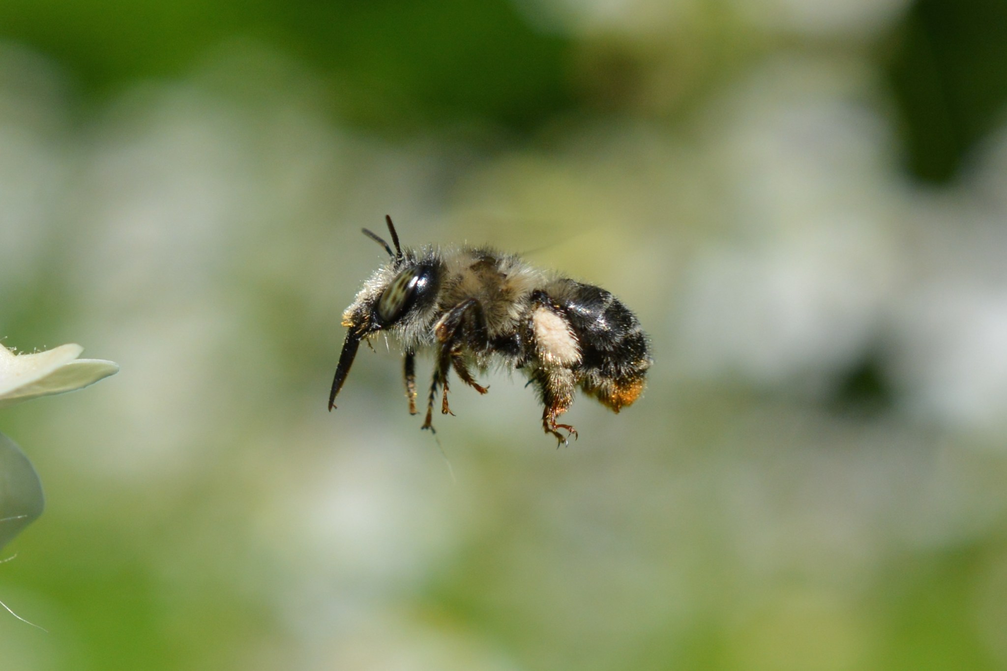 Digger Bees – Native Beeology