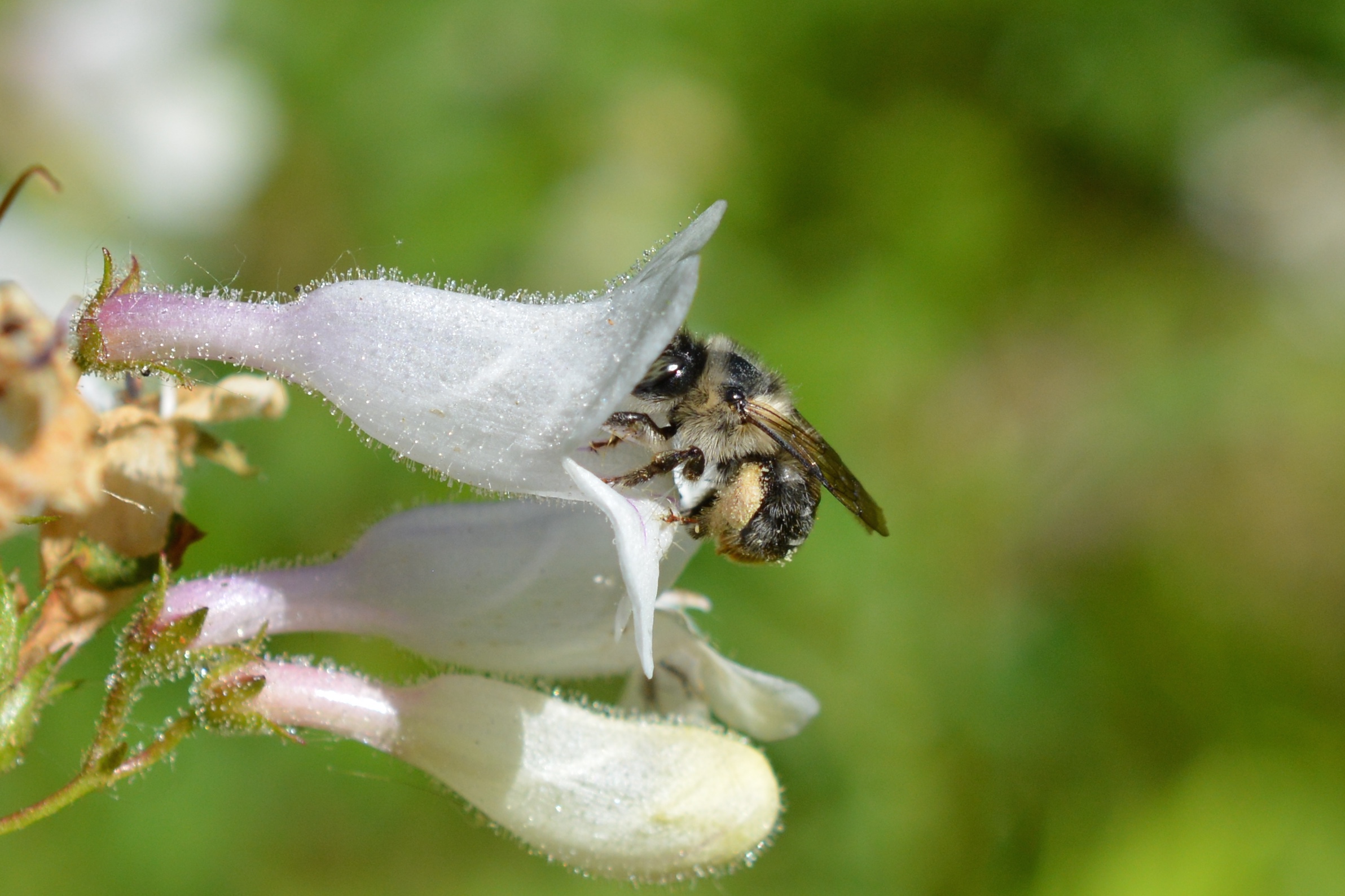 Digger Bees and the Beardtongue – Native Beeology