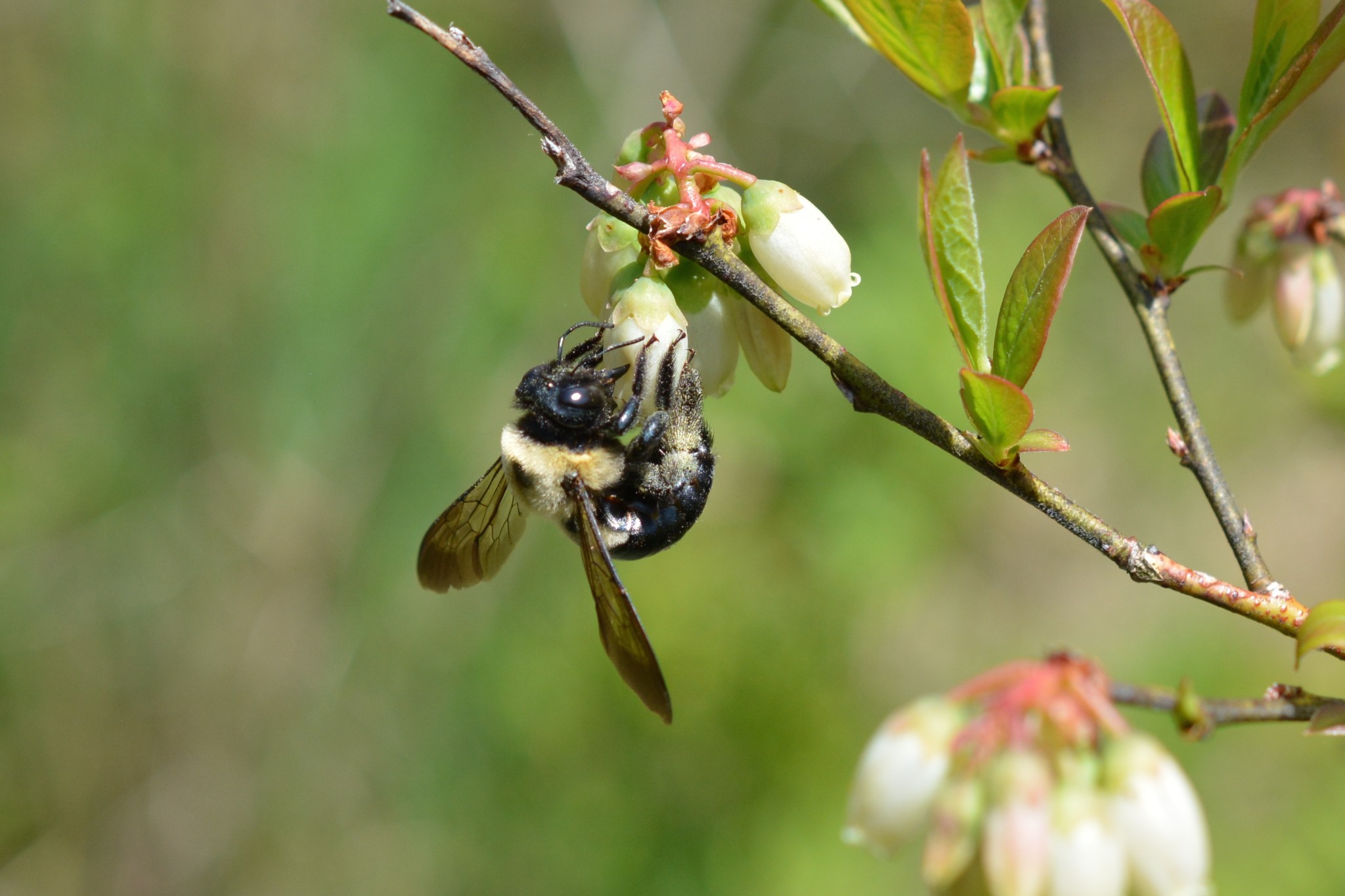 The Industrious Carpenter Bee – Native Beeology