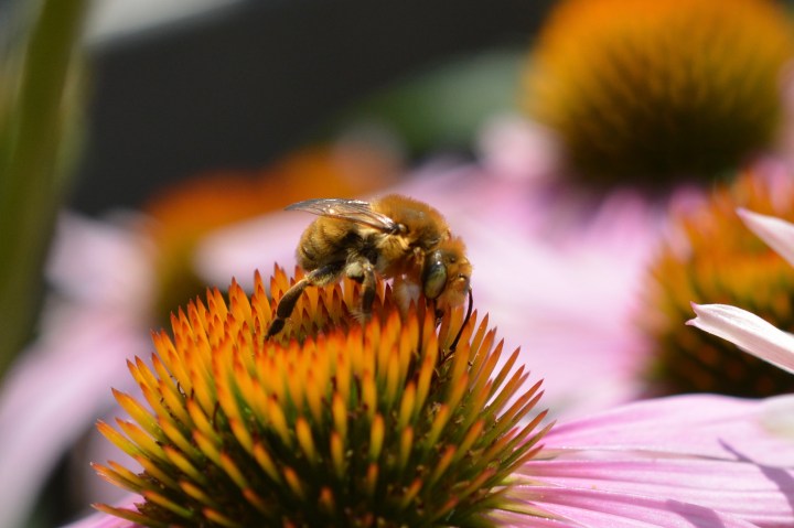 The Revolutionary Pollinator Garden – Native Beeology
