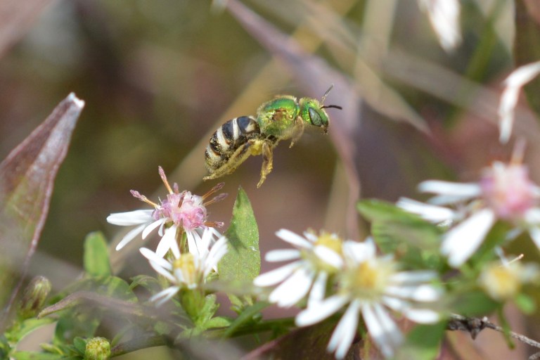 Sweat Bees – Native Beeology