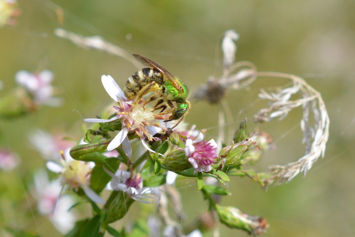 Everything You Ever Wanted to Know About Bees – Native Beeology