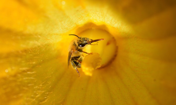 Squash Bees – Native Beeology
