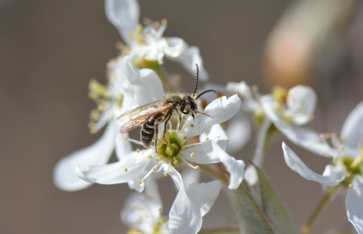 Mining Bees – Native Beeology