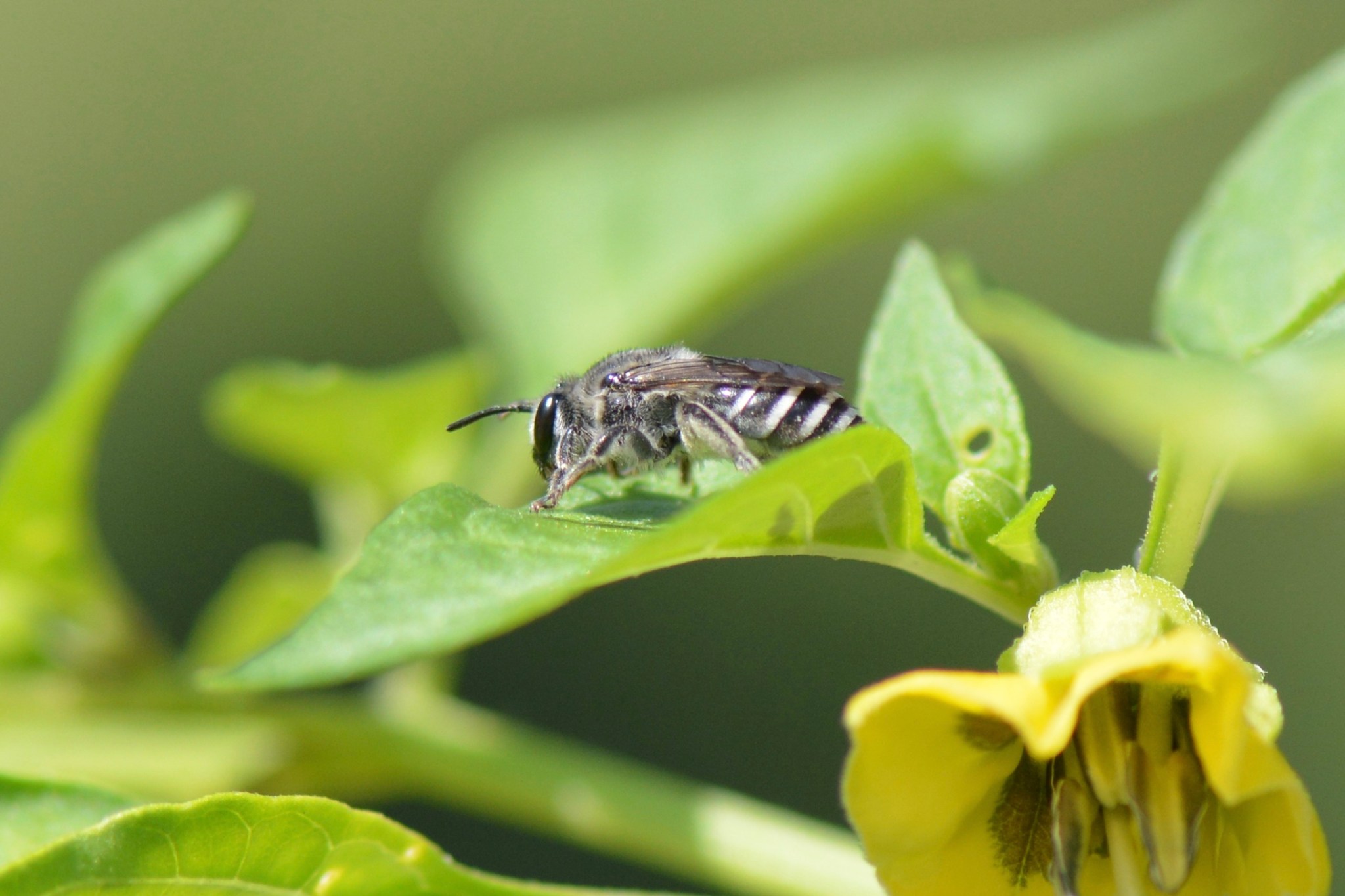 Cellophane Bee / Polyester Bee – Native Beeology