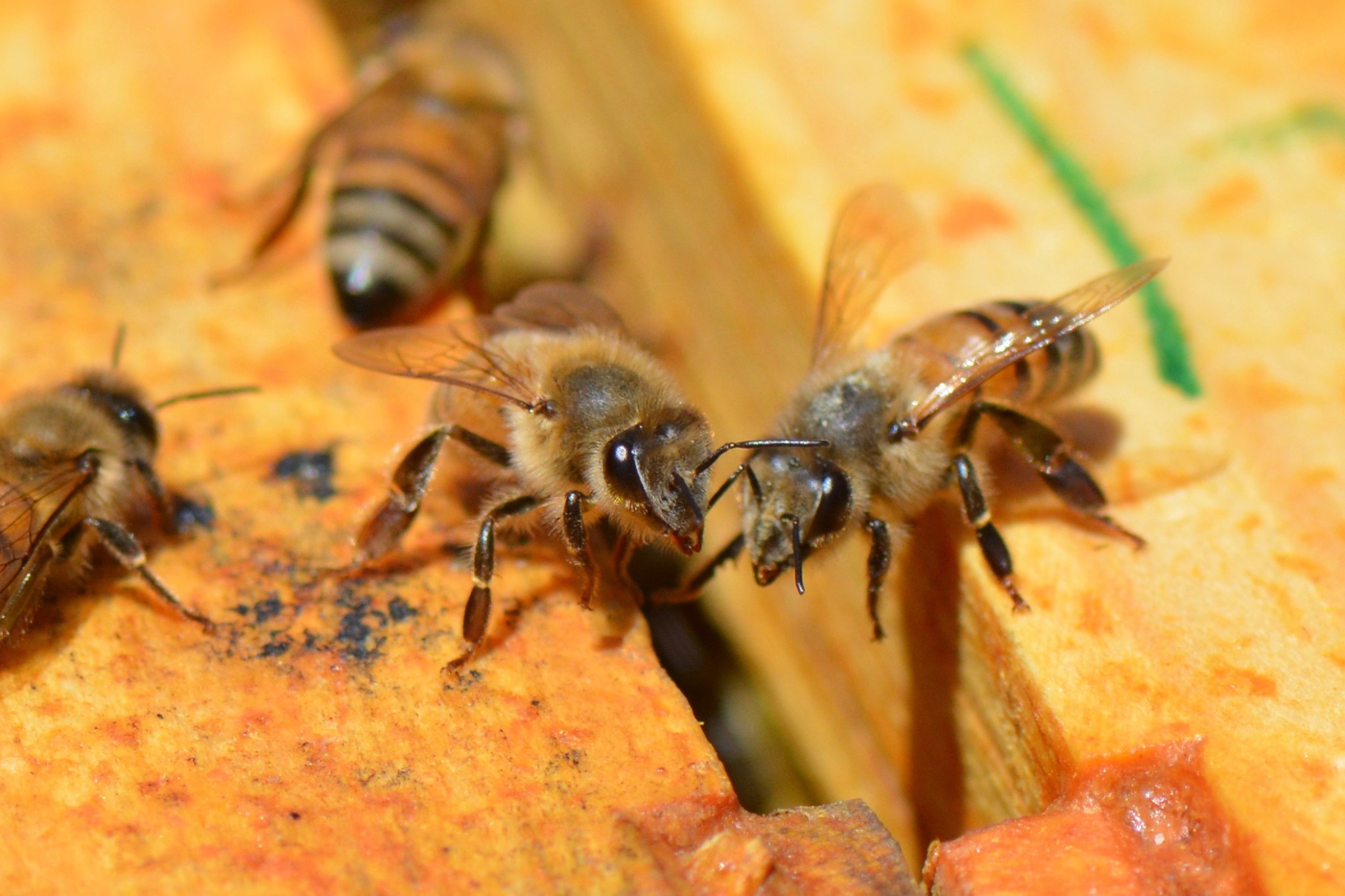 Honey Bees in America: Native Origins and Modern Return – Native Beeology