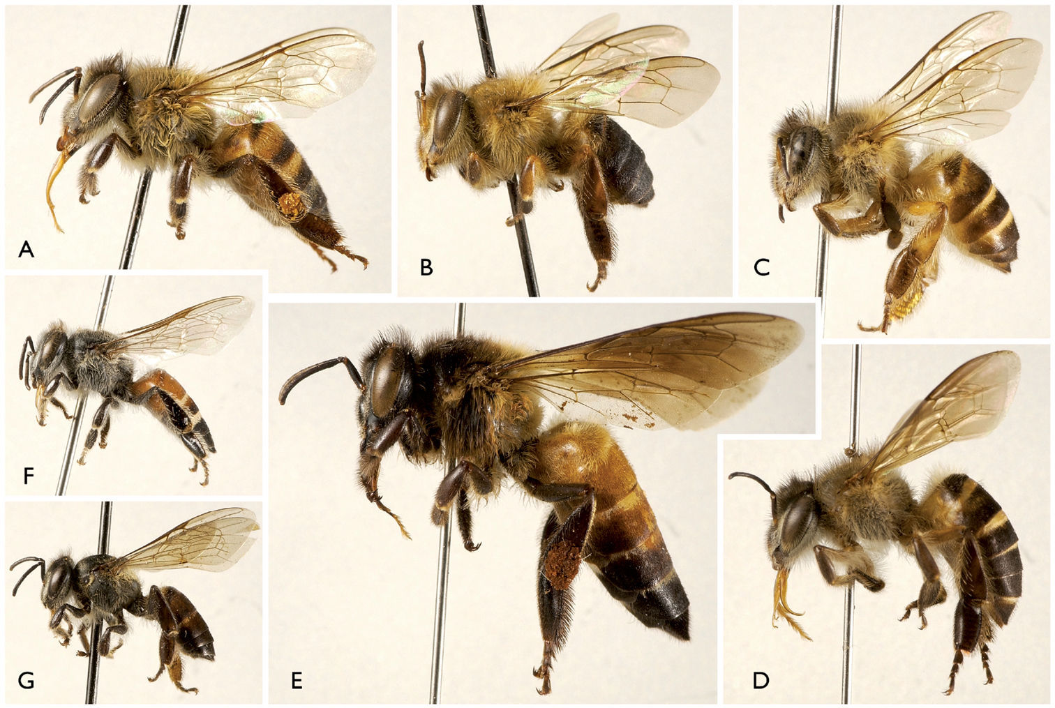 Native North American Honey Bees? – Native Beeology