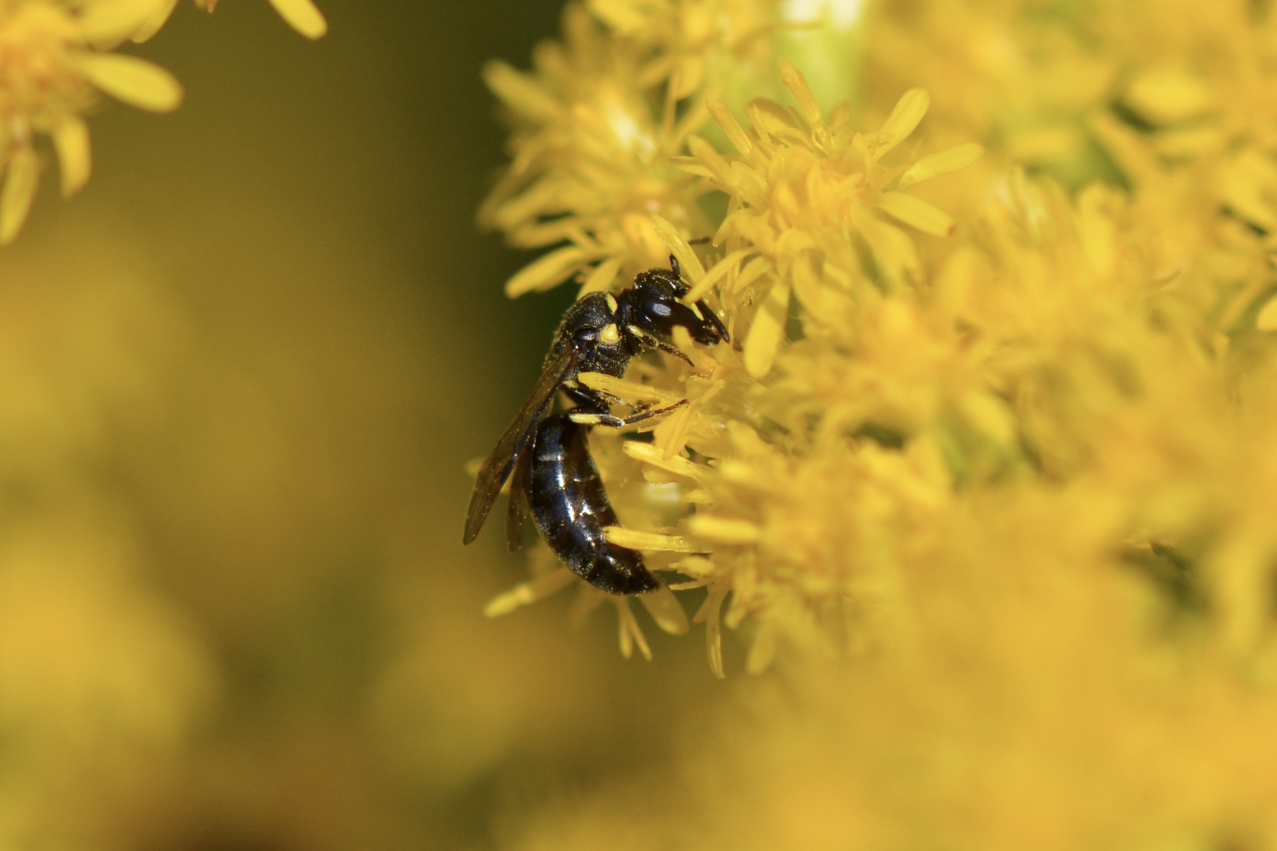 Yellow-faced Bees – Native Beeology