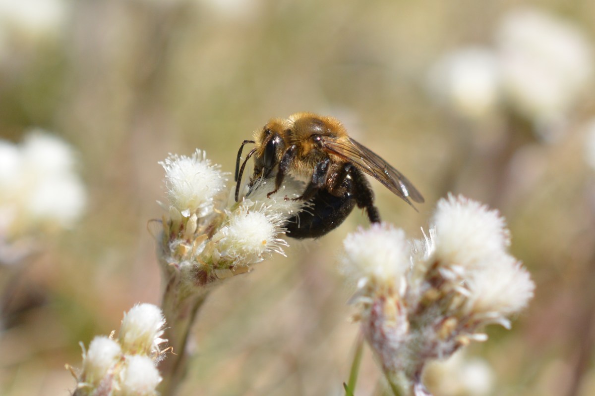 Pussytoes: An Inconspicuous Little Plant – Native Beeology