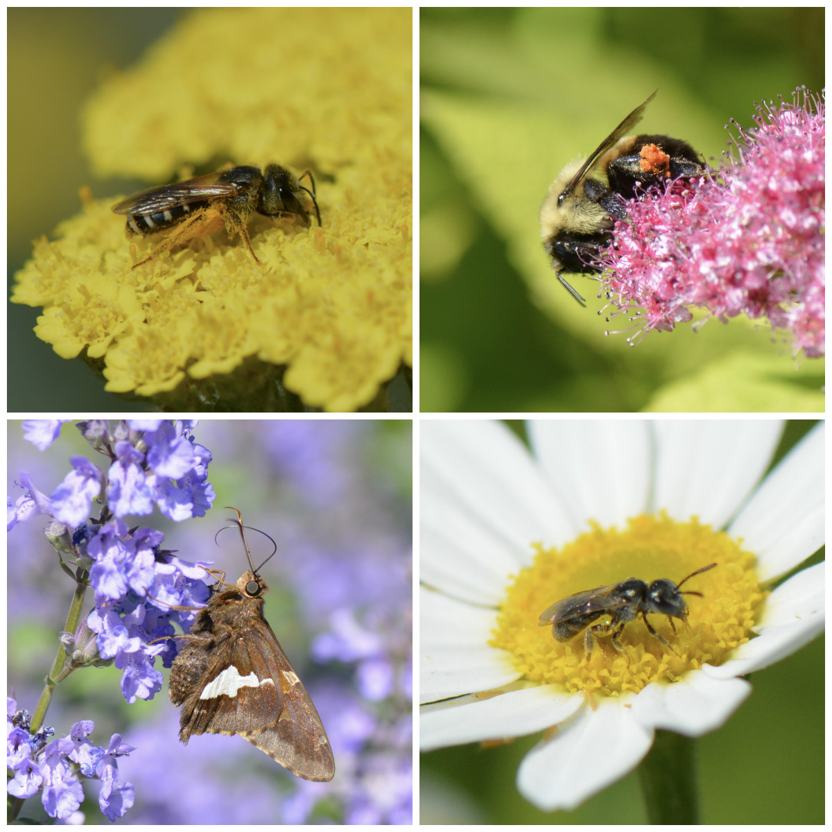Wave Hill: A Pollinator Refuge in the Heart of the Bronx – Native Beeology