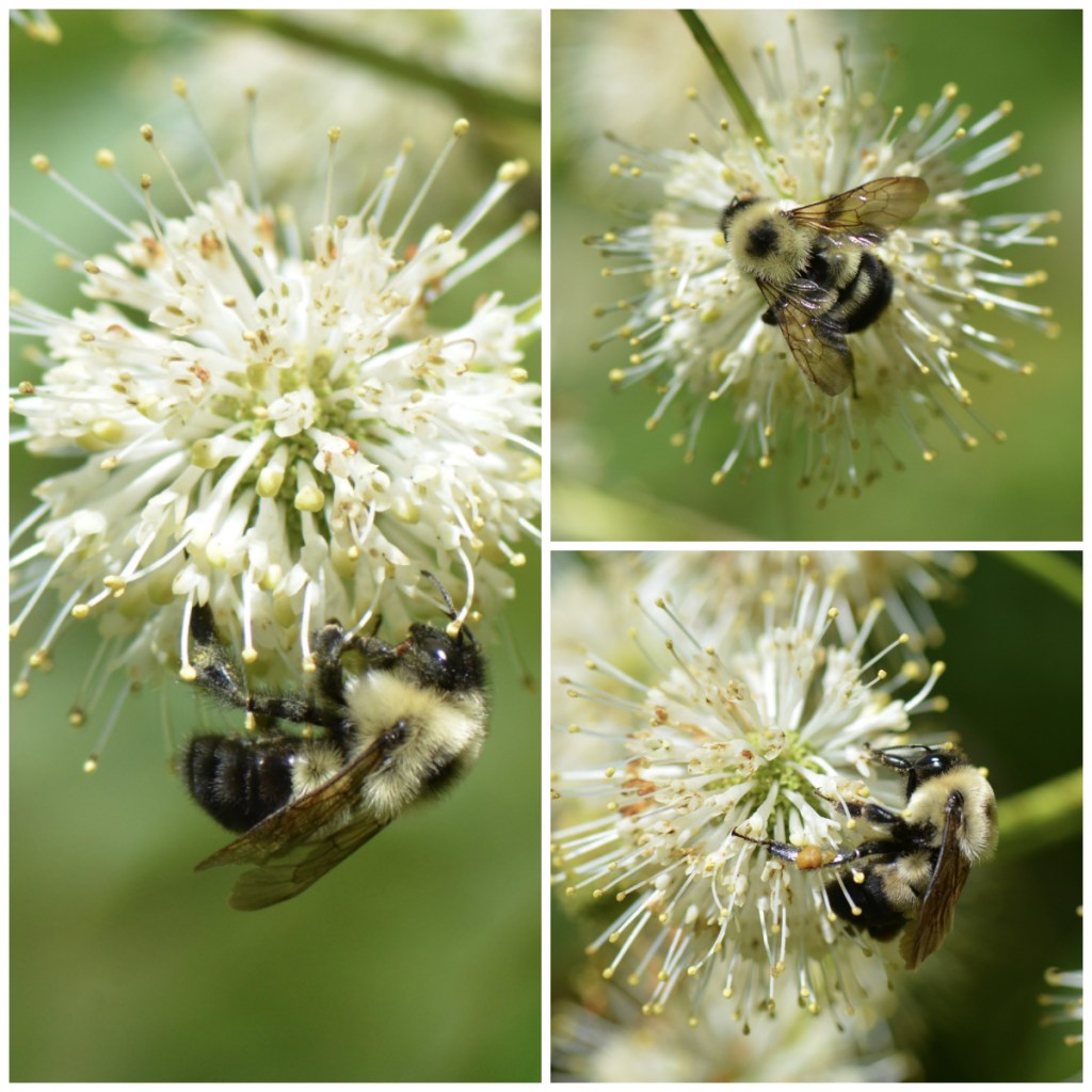 Buttonbush a Midsummer Favorite – Native Beeology