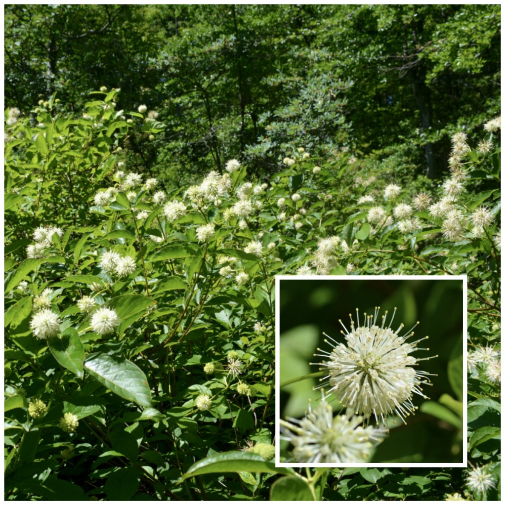 Buttonbush a Midsummer Favorite – Native Beeology