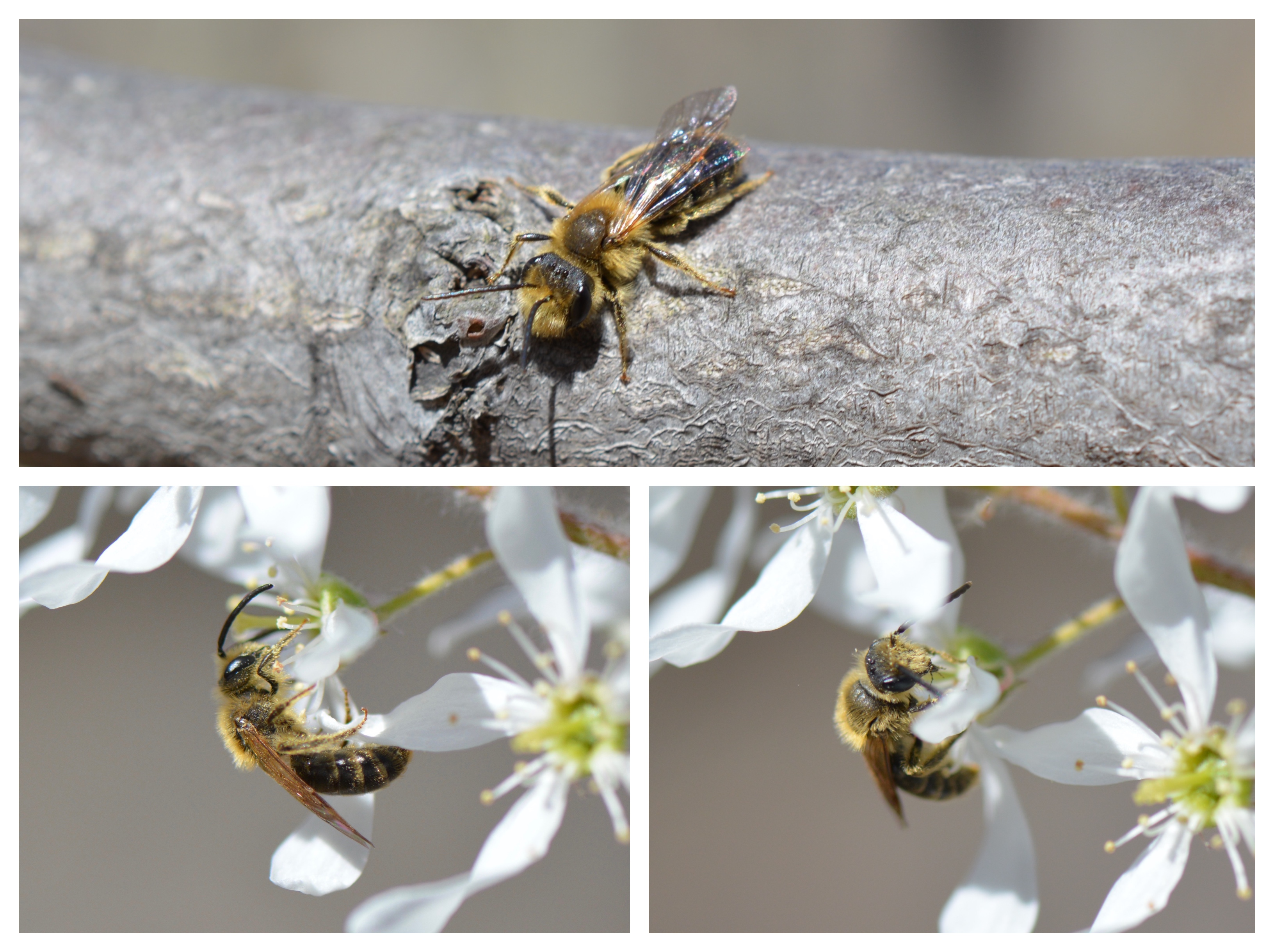 mining bee – Native Beeology
