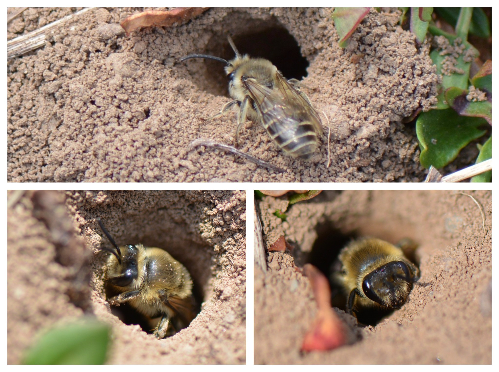 Cellophane Bees: Nature’s Little Glue Experts – Native Beeology