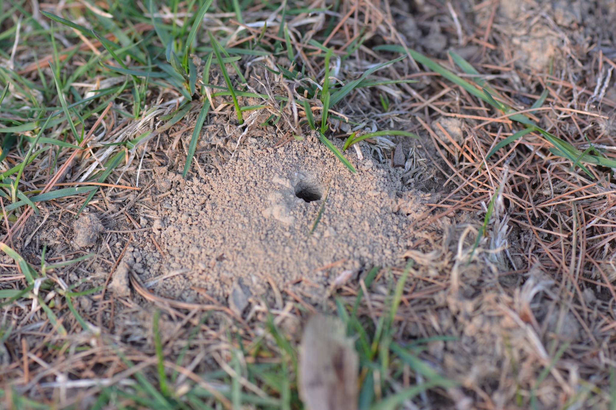 Cellophane Bees: Nature’s Little Glue Experts – Native Beeology