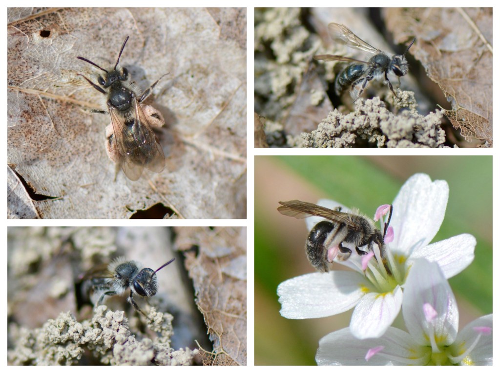 Mining Bees – Native Beeology