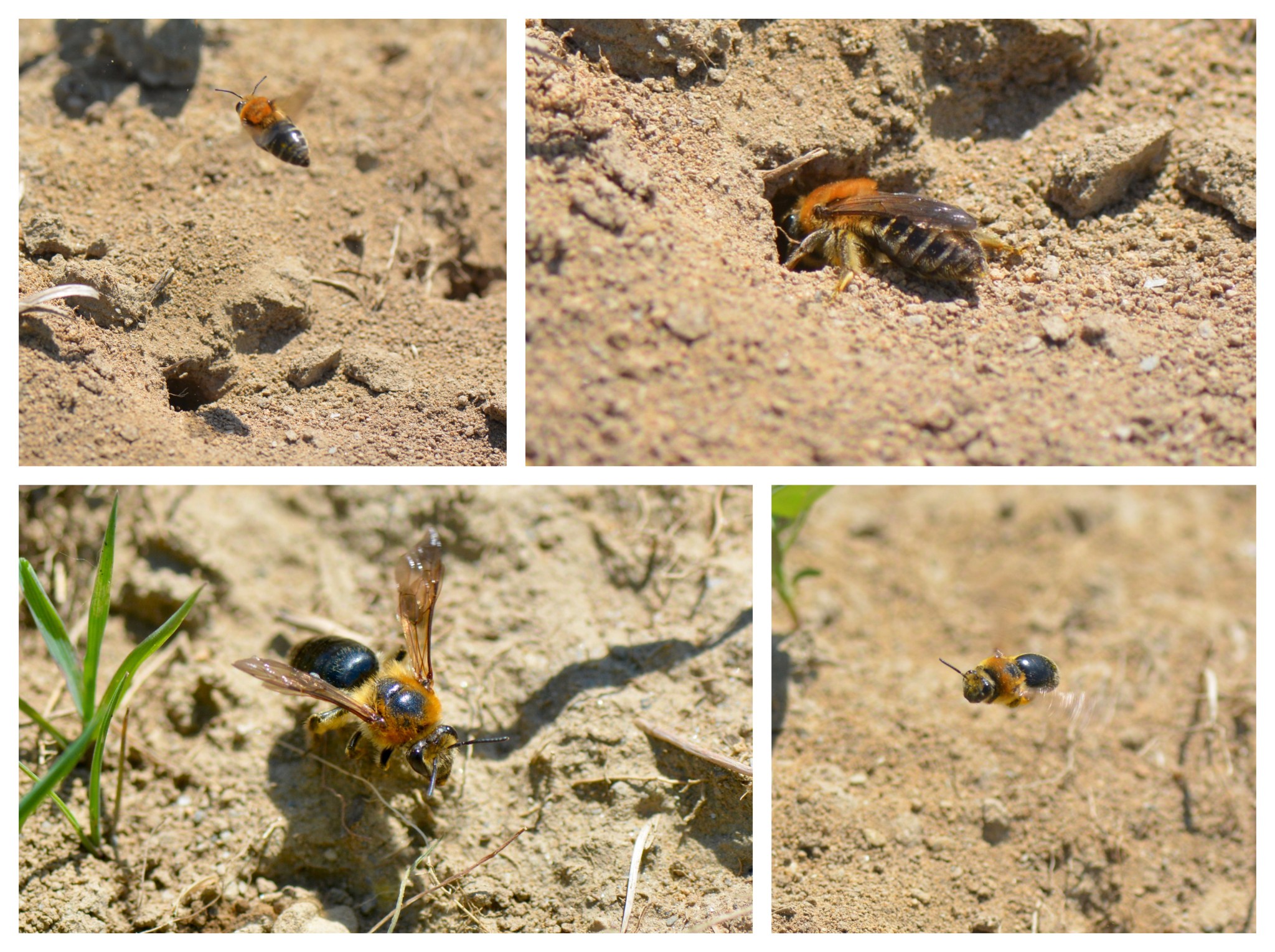 Cellophane Bee / Polyester Bee – Native Beeology